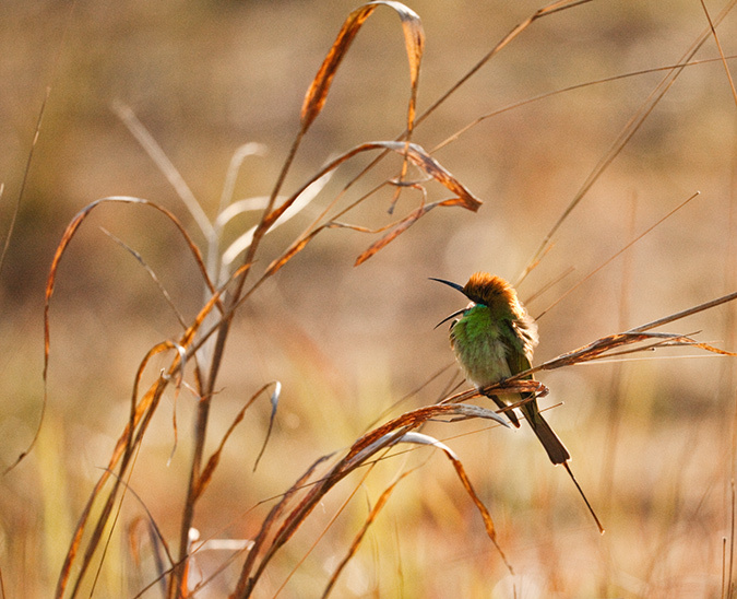 India - Wildlife and Nature : Gero Heine Photography - Fine Art ...
