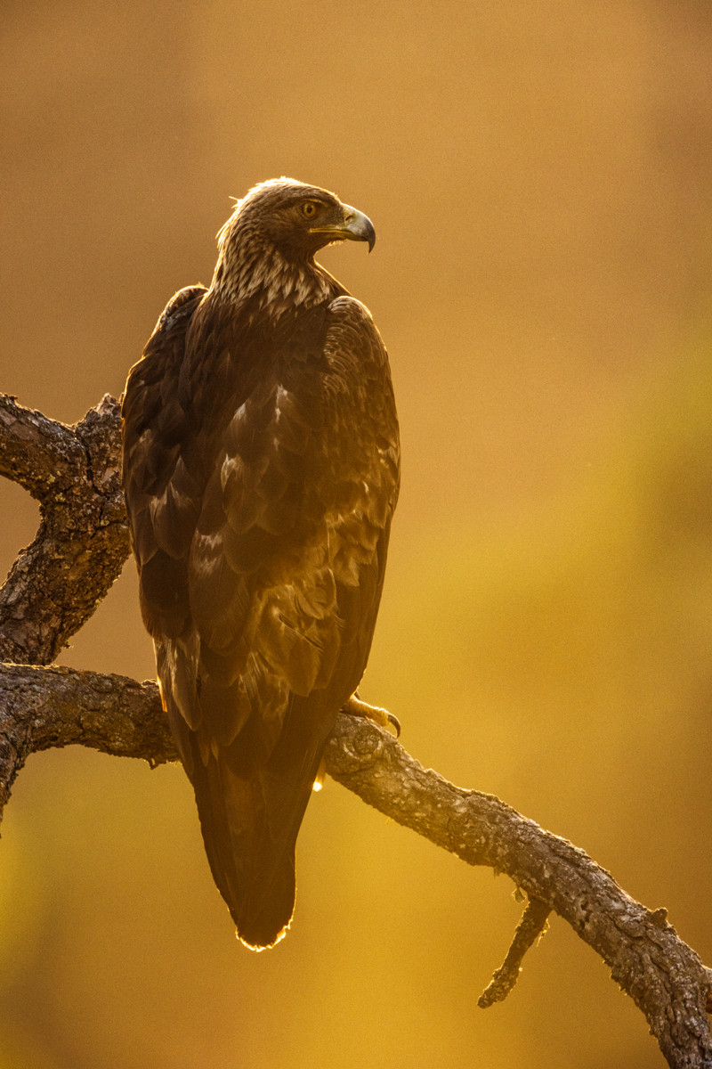 Golden Eagle Taking Off